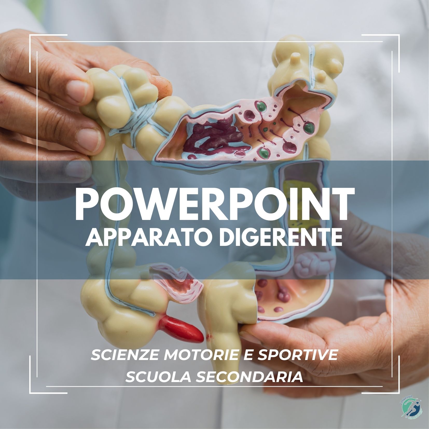 Apparato Digerente – PowerPoint - Shop Universal Kinesiology