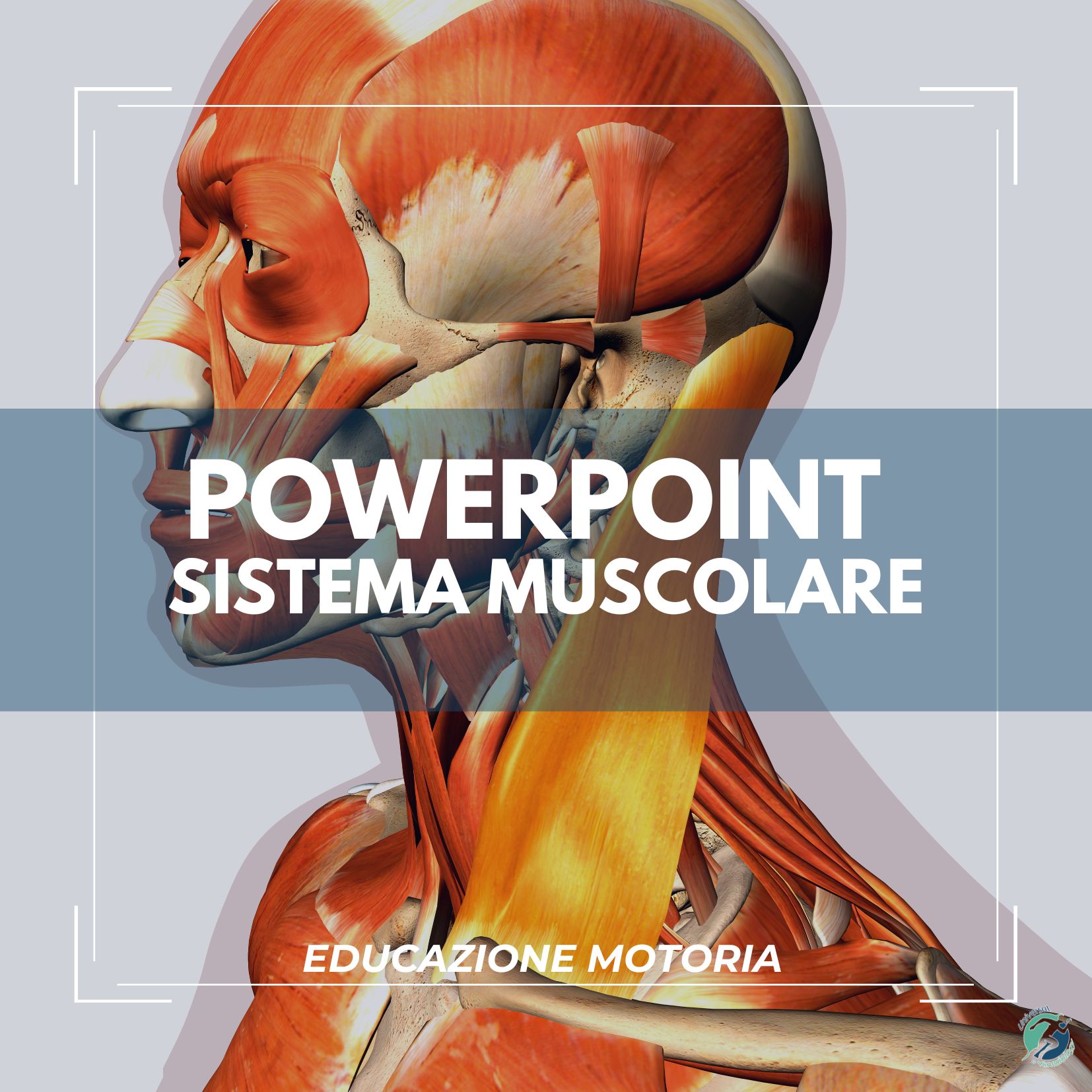 Sistema Muscolare – PowerPoint - Shop Universal Kinesiology