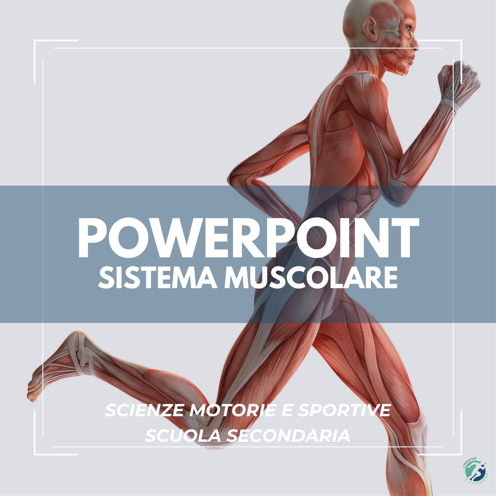 Sistema Muscolare – PowerPoint - Shop Universal Kinesiology