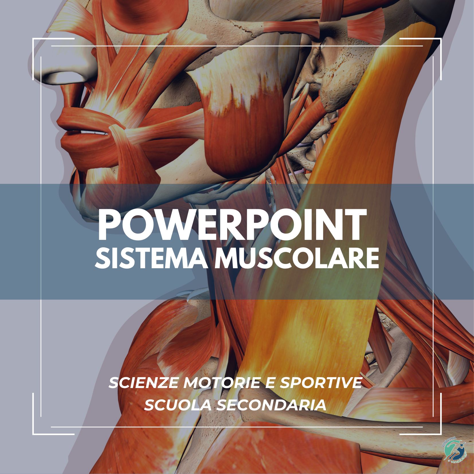 Sistema Muscolare – PowerPoint - Shop Universal Kinesiology